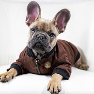 Dog Flight Jacket | Red - Etsy