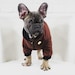 Dog Flight Jacket Red - Etsy