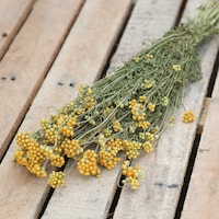 Burnt Orange Oats / Dried Avena Oats / Dried Flowers Bulk / Dried ...