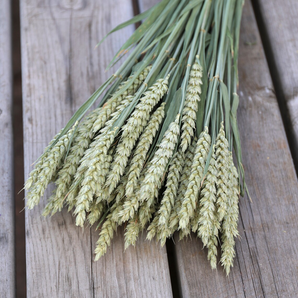 Dried Wheat Bunch Dry Wheat Stems Floral Arrangements - Etsy