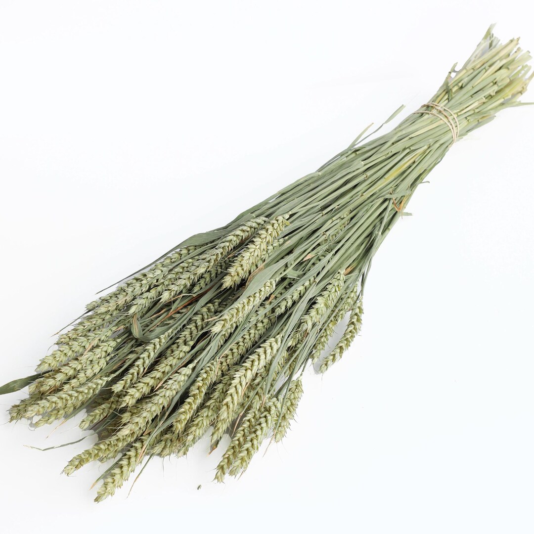 Dried Wheat Bunch | Dry Wheat Stems | Floral Arrangements | Dried ...