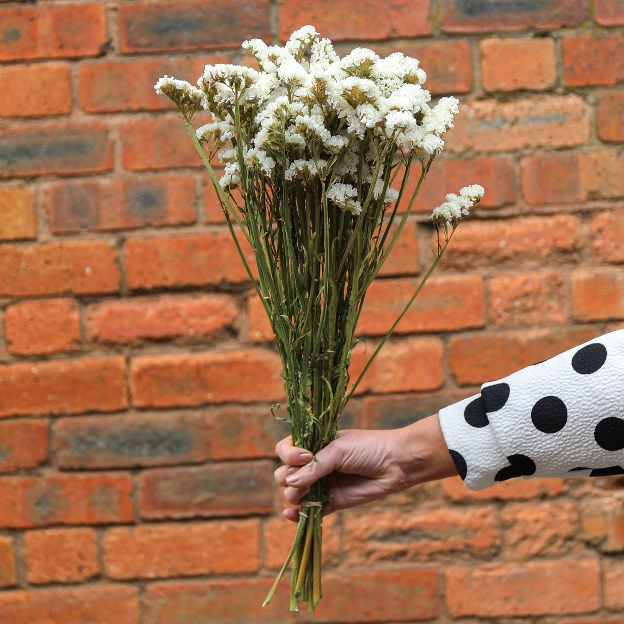 White Statice Dried Flower Bunch White Sea Lavender Bouquet - Etsy UK