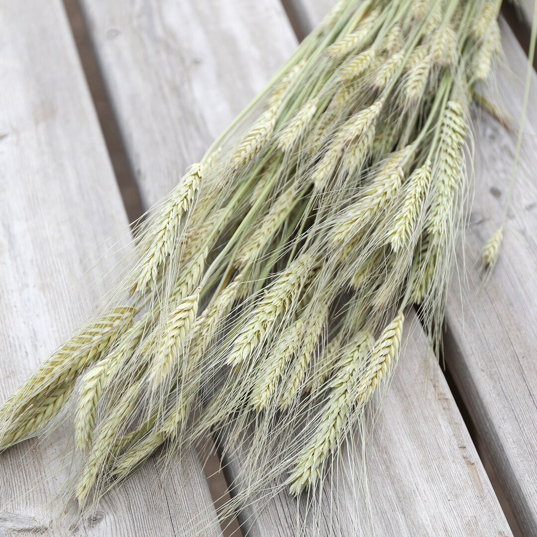 Dried Bearded Wheat Bunch | Dry Triticale Stems | Floral Arrangements ...