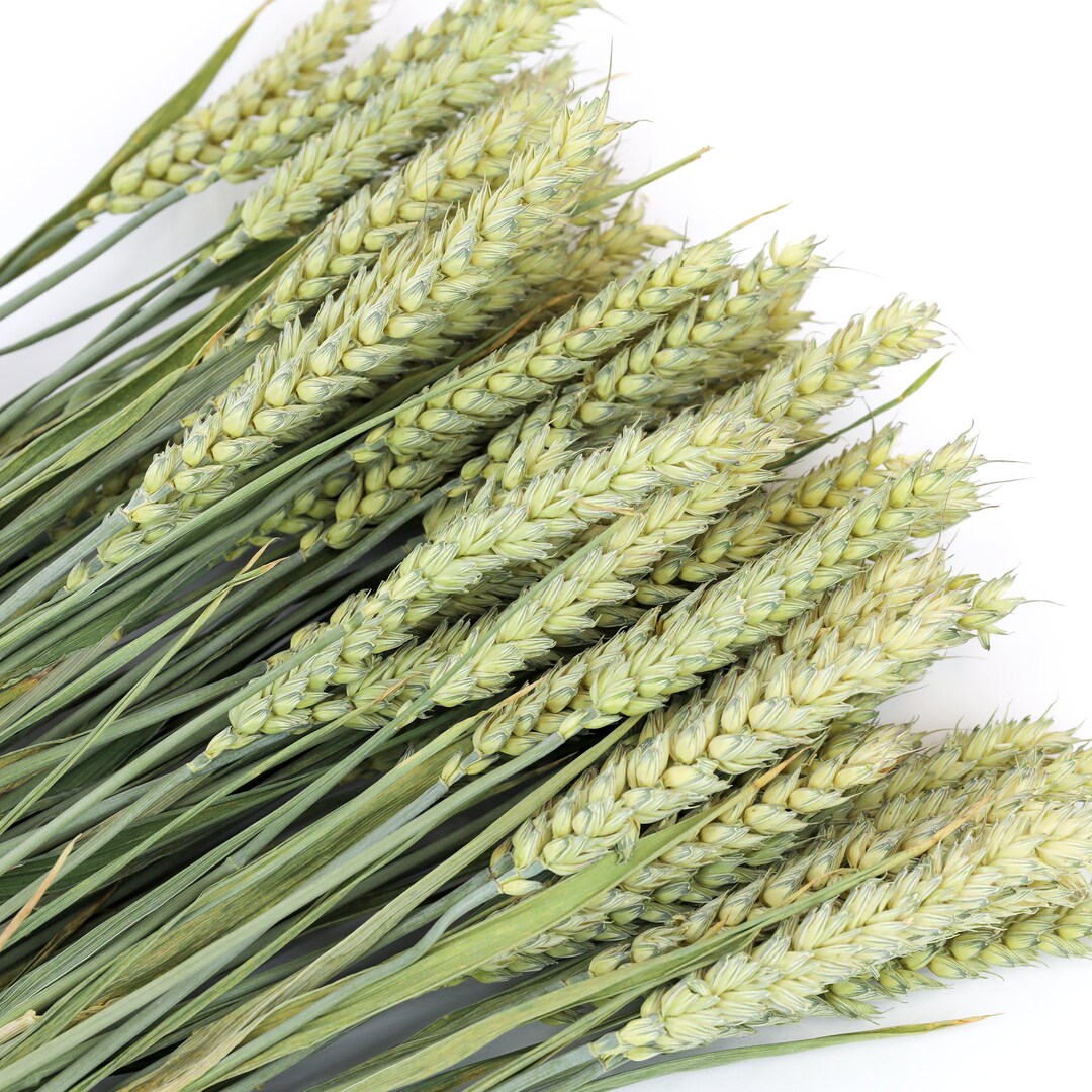 Dried Wheat Bunch | Dry Wheat Stems | Floral Arrangements | Dried ...