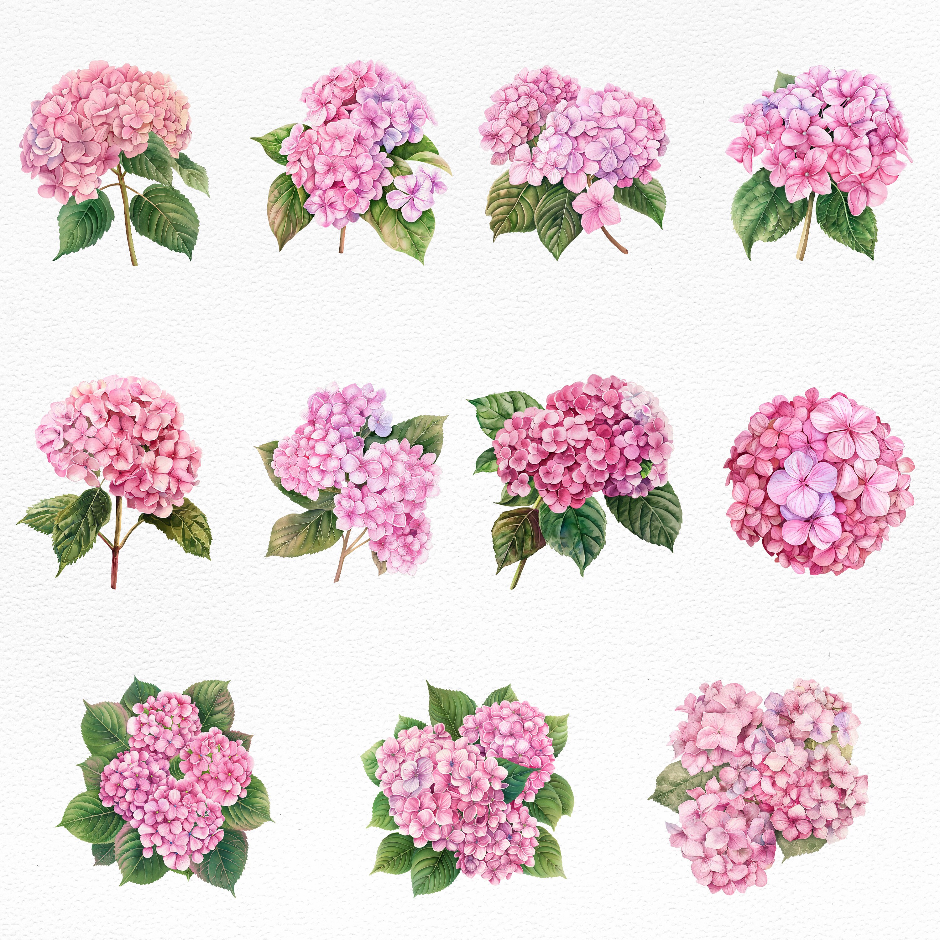 Hydrangea Flower Clipart - Hydrangea Watercolor Illustration - Pink ...