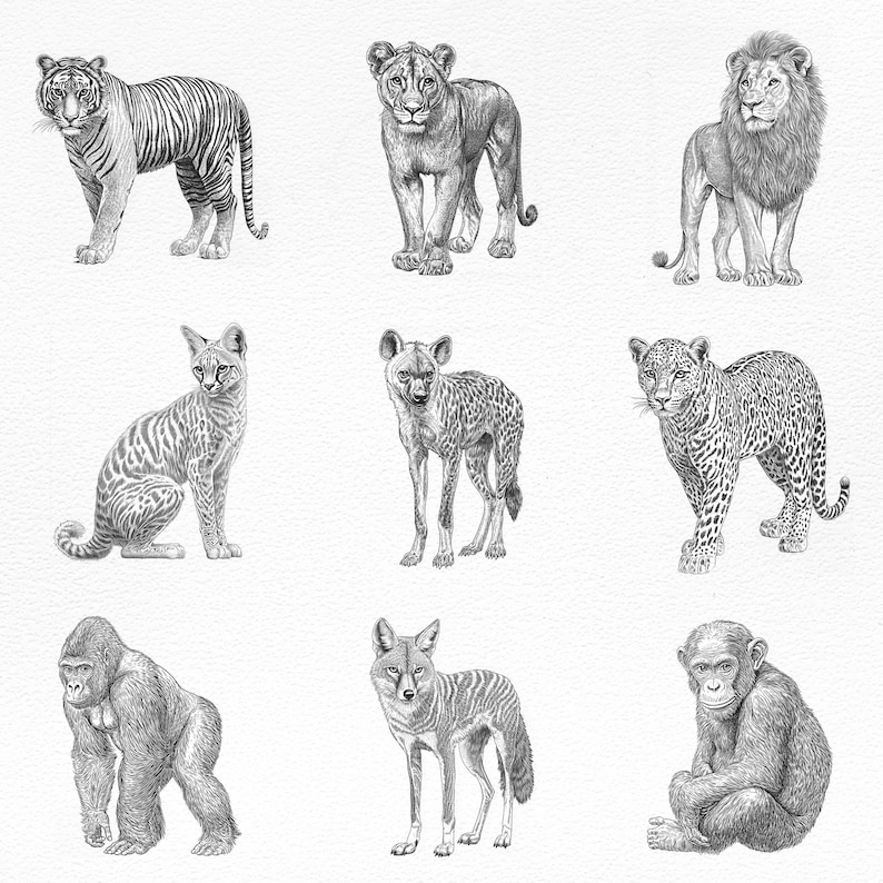 Vintage African Animal Clipart, Safari Wildlife Sketch PNG Bundle ...