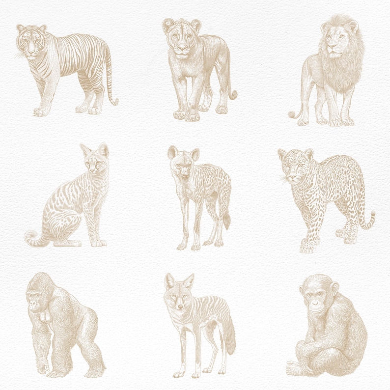 Vintage African Animal Clipart, Safari Wildlife Sketch PNG Bundle ...