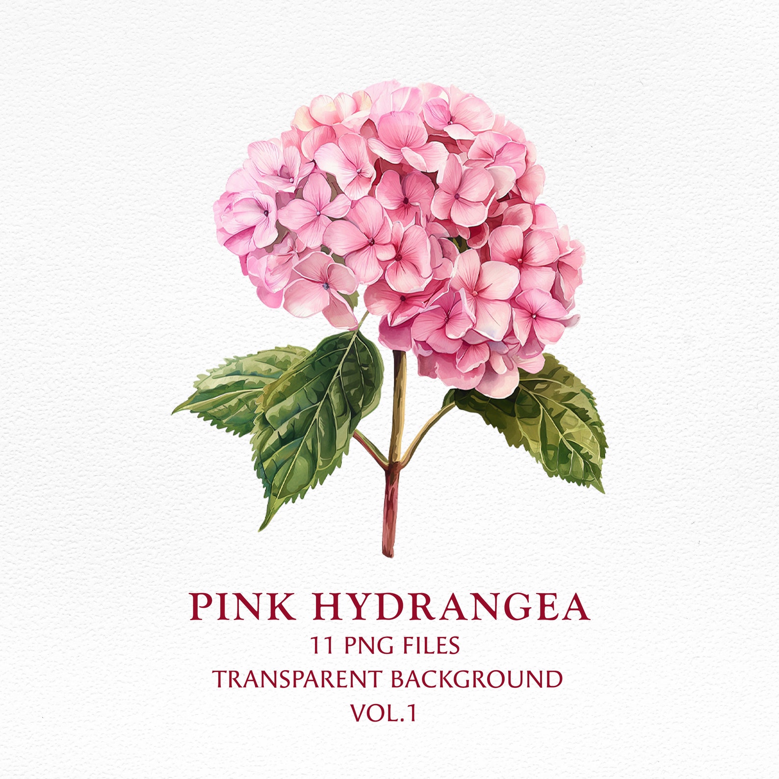 Hydrangea Flower Clipart - Hydrangea Watercolor Illustration - Pink ...