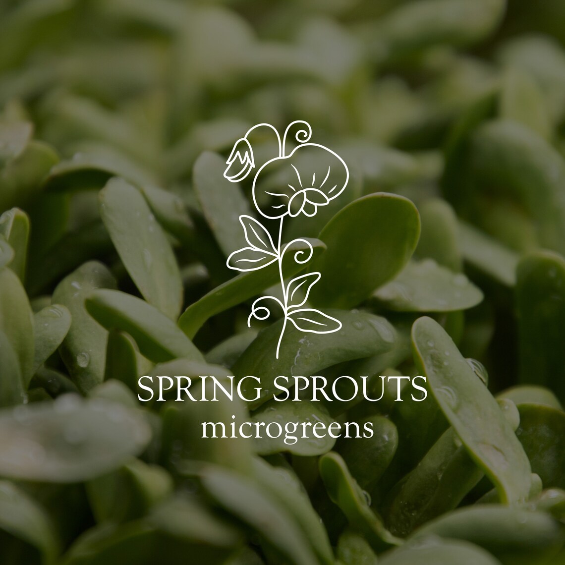 Sweet Pea Logo Design/birth Month Flower Premade Logo/microgreens Logo ...