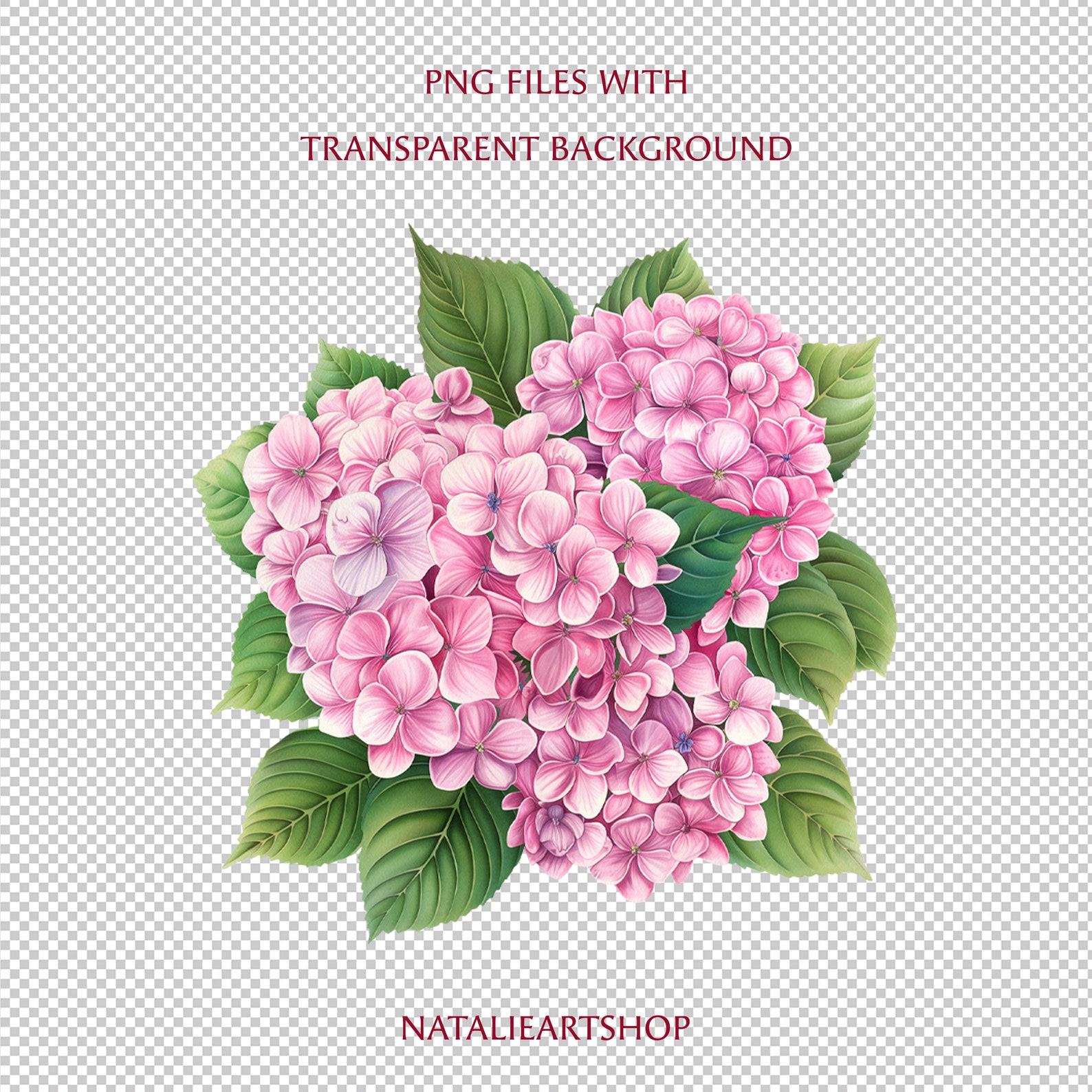 Hydrangea Flower Clipart - Hydrangea Watercolor Illustration - Pink ...