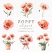 Watercolor Poppy Clipart Set PNG, Floral Illustrations, Red Flower ...