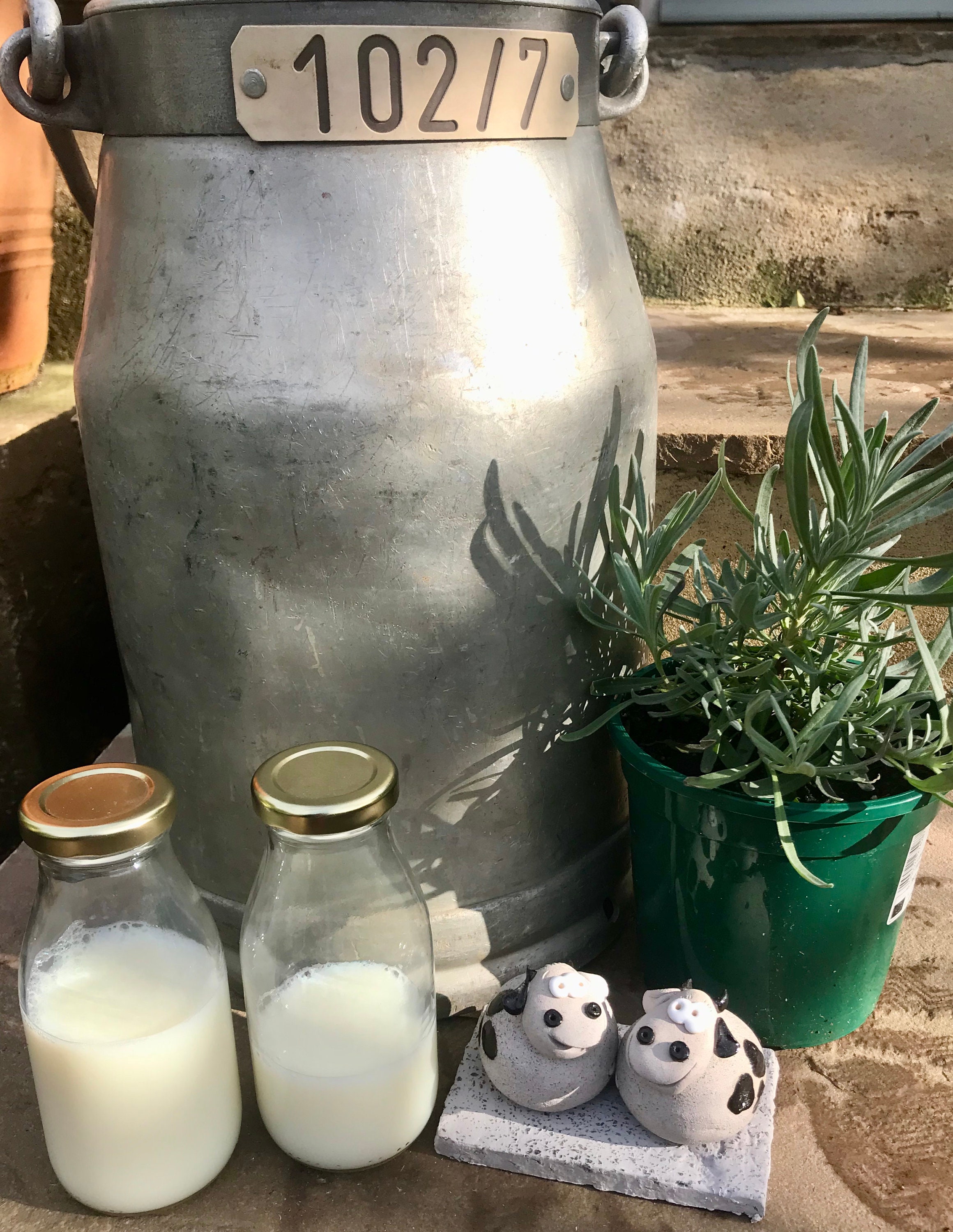 Cow Salt & Pepper Pots, handmade by Darwinworkshop