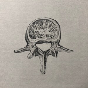 Anatomical drawing Human bone drawing Anatomy art Medical | Etsy