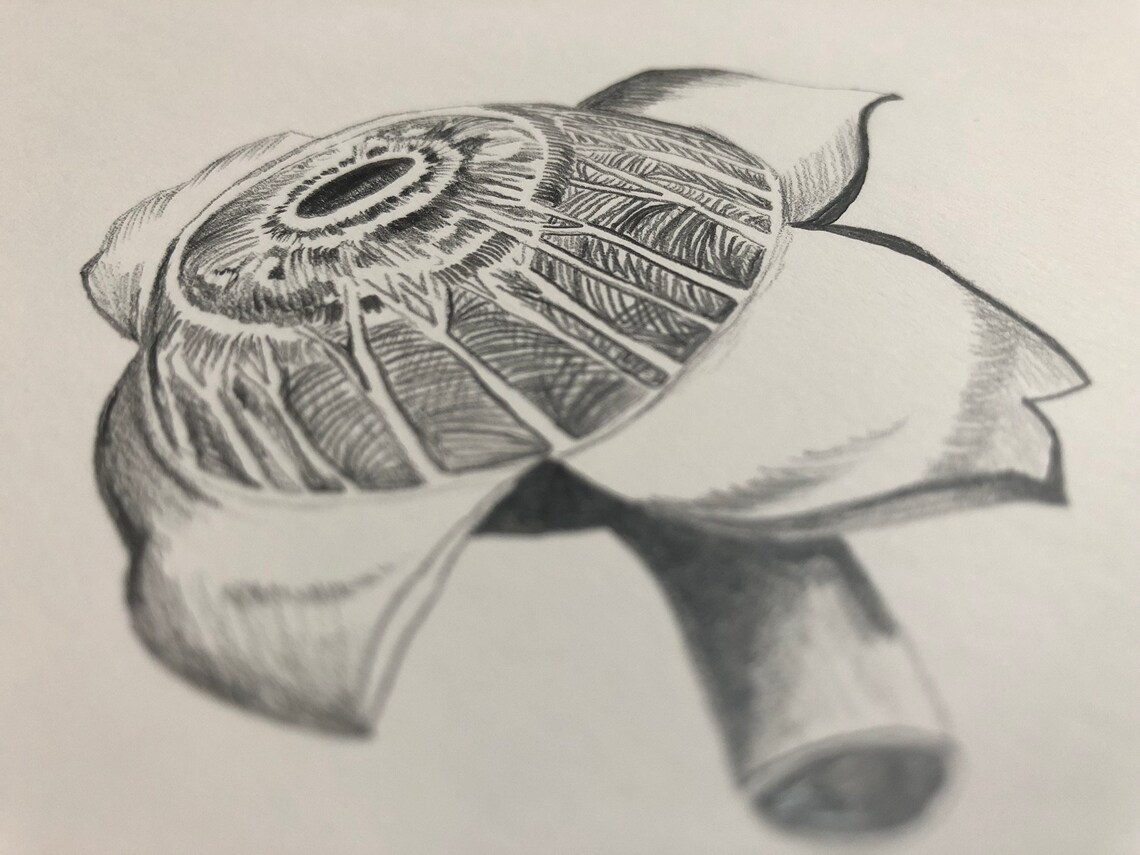 Human Eye Drawing Anatomical Drawing Anatomy Art Medicine | Etsy