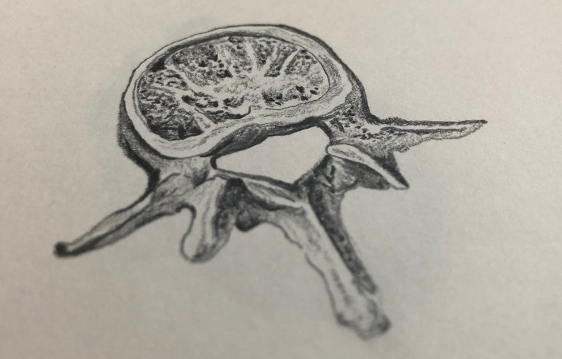 Anatomical drawing Human bone drawing Anatomy art Medical | Etsy