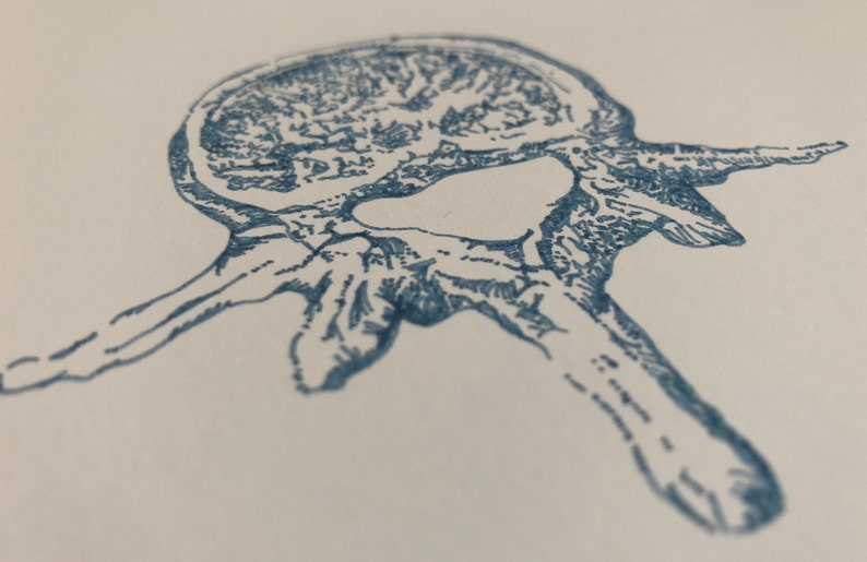 Anatomical drawing Human bone drawing Anatomy art Medical | Etsy