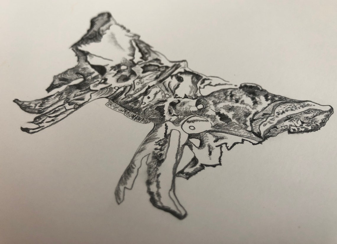 Human Skull Drawing Anatomical Drawing Anatomy Art Skull | Etsy