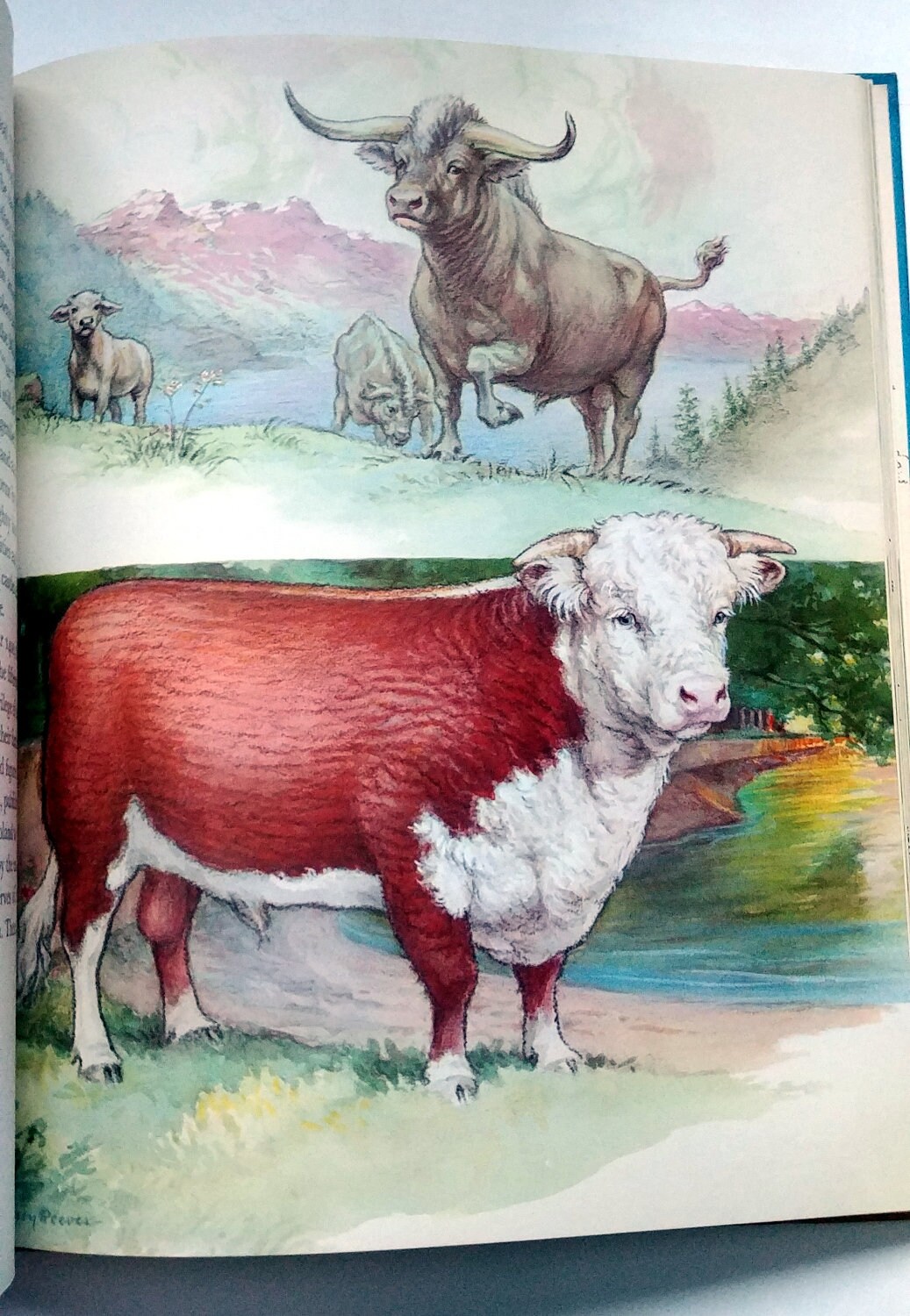 Percy Reeves FRIENDLY ANIMALS Hard Cover Large Picture - Etsy