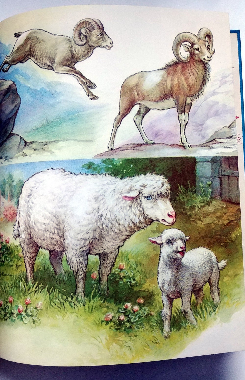 Percy Reeves FRIENDLY ANIMALS Hard Cover Large Picture - Etsy