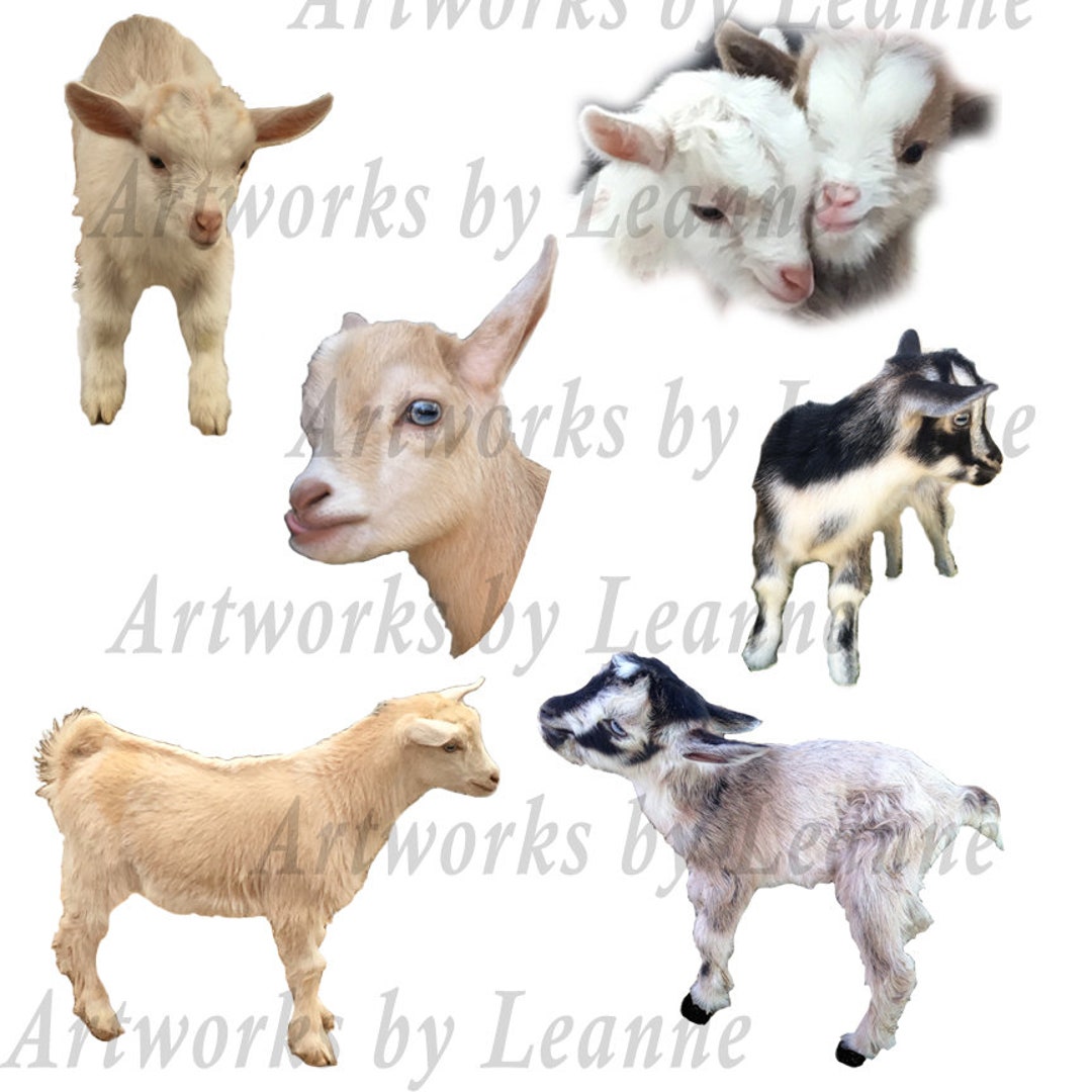 Baby Goat Clip Art, Goat Kid Photo Overlays - Etsy