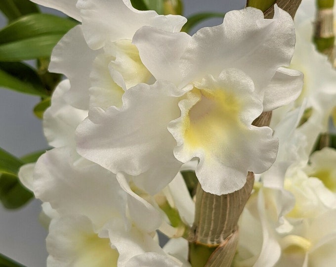 Dendrobium Orchid dendrobium Sea Marian 'snow King' - Etsy