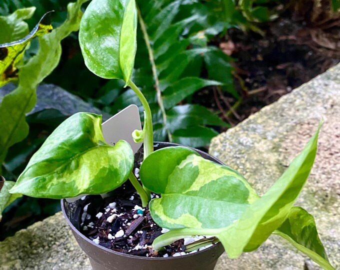 Lizard Queen Pothos - Etsy