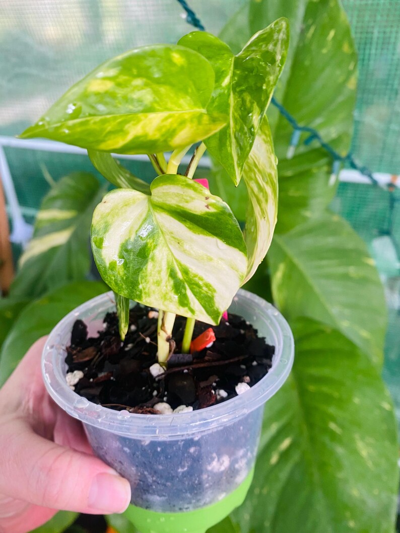 Teruno Valencia Japanese Pothos - Etsy