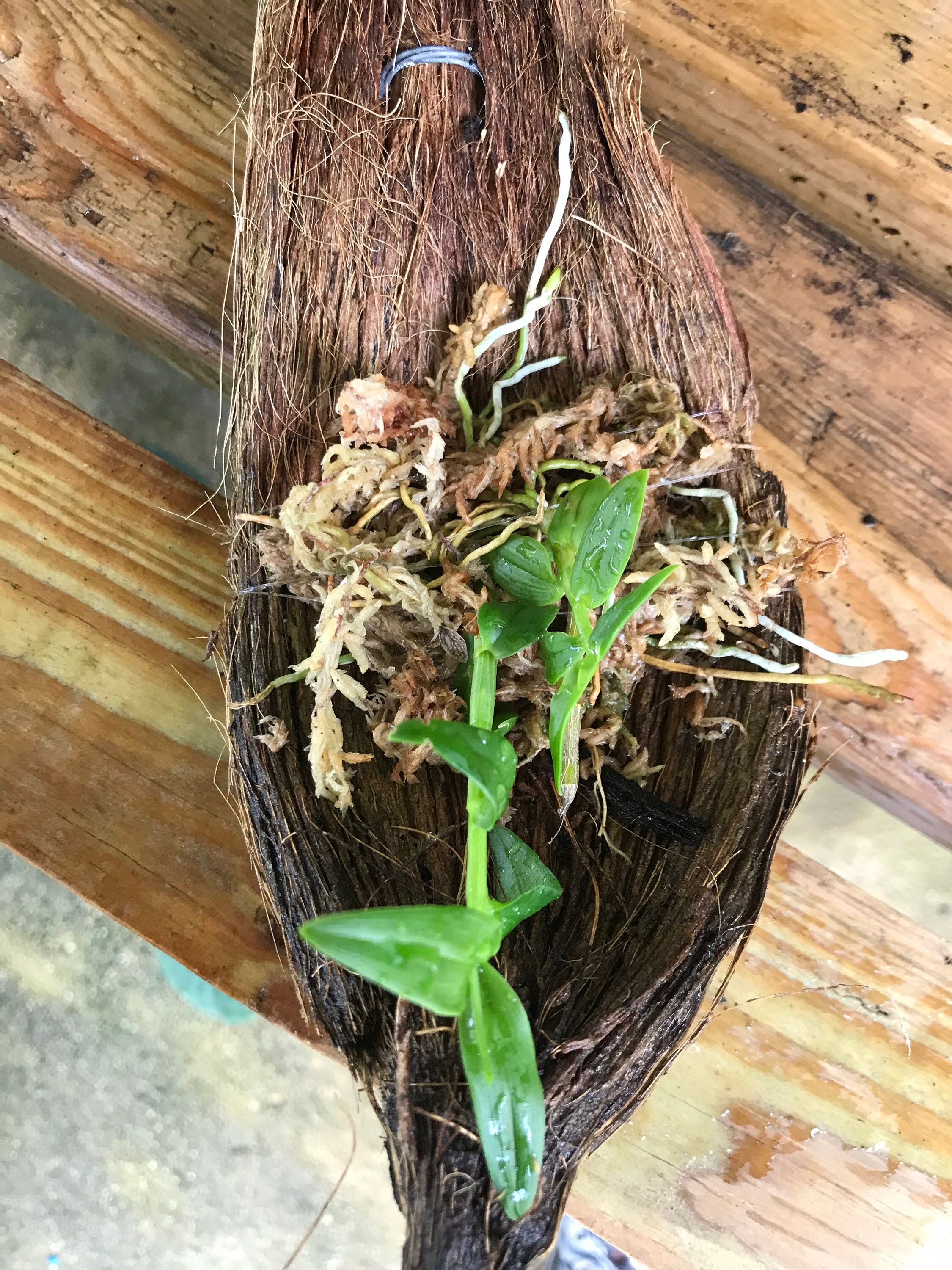 Dendrobium Anosmum Hono Hono - Etsy