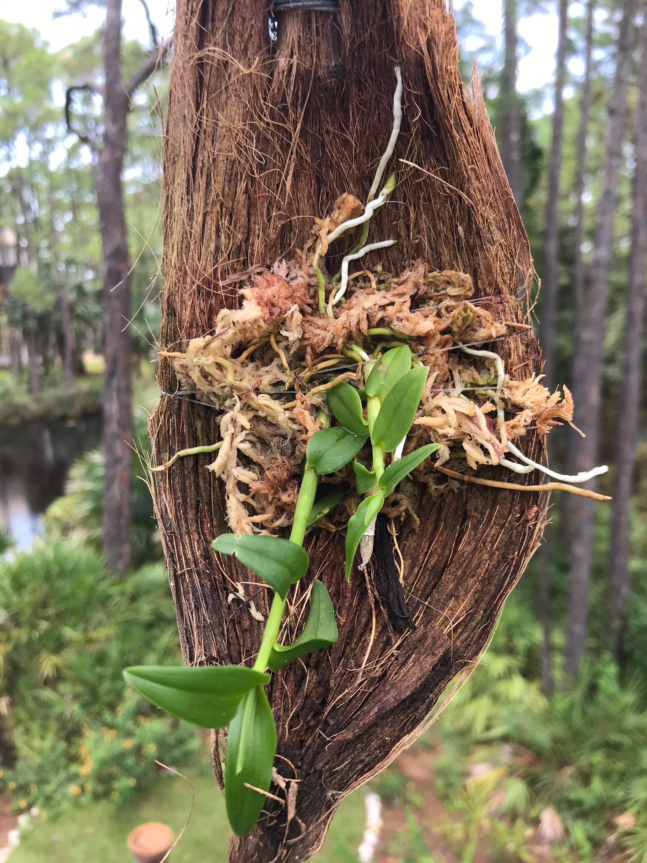 Dendrobium Anosmum Hono Hono - Etsy