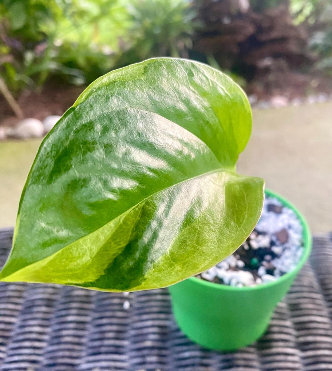 Poonsin Pothos-exact Plant Pictured - Etsy