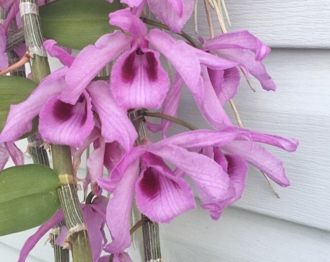 Dendrobium Anosmum Hono Hono - Etsy