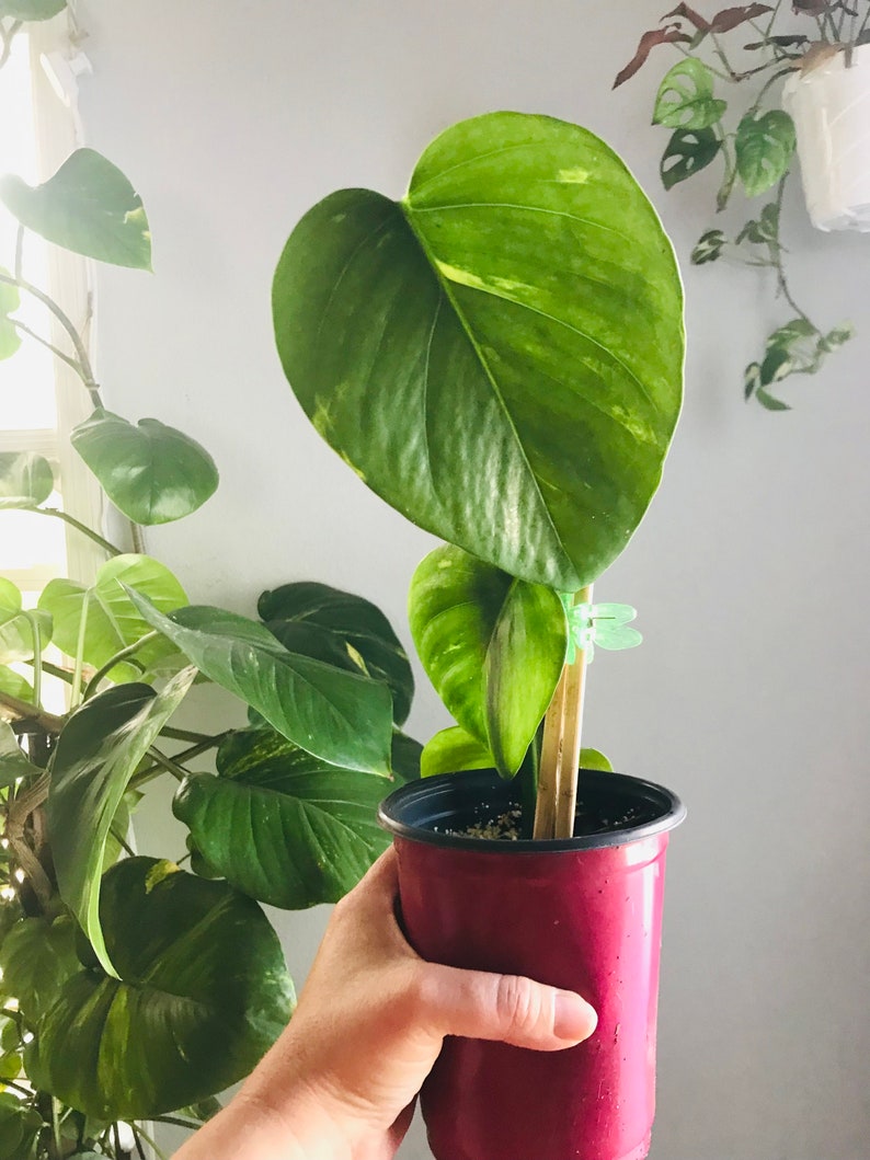 Rooted Giant Hawaiian Pothos - Etsy