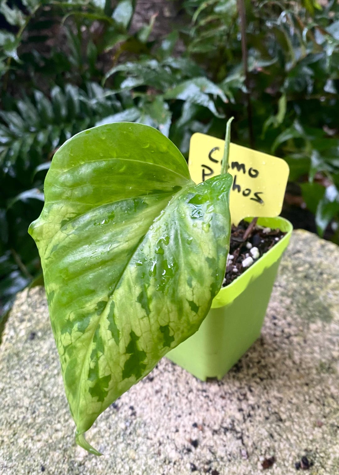 Camo Pothos (aka Victory Pothos) - Etsy