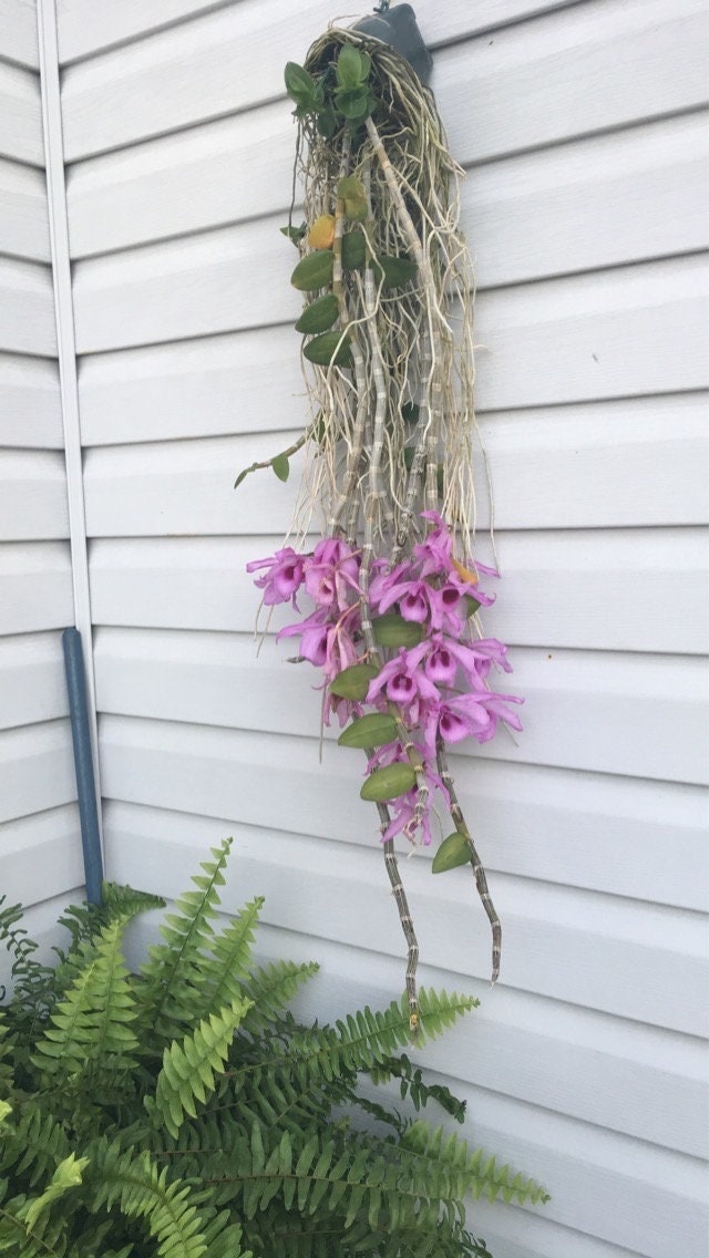 Dendrobium Anosmum Hono Hono - Etsy