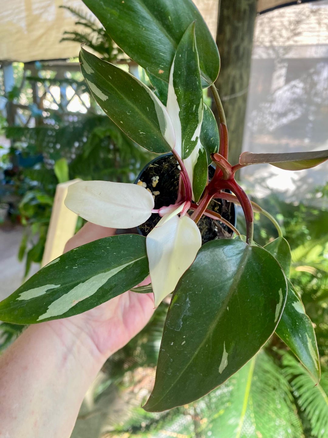 Philodendron Red Anderson - Etsy