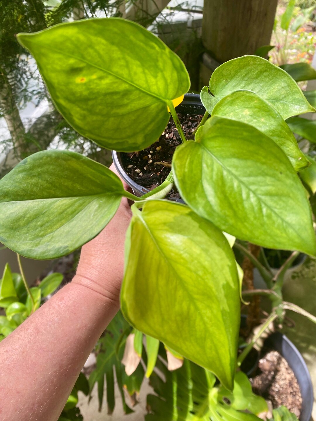 Lemon Top Pothos- Exact Plant Pictured - Etsy