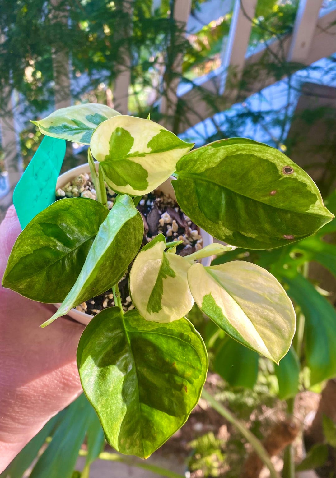 Lizard Queen Pothos - Etsy