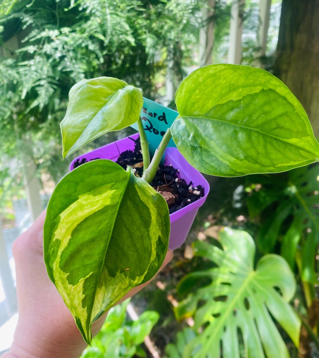 Lizard Queen Pothos - Etsy