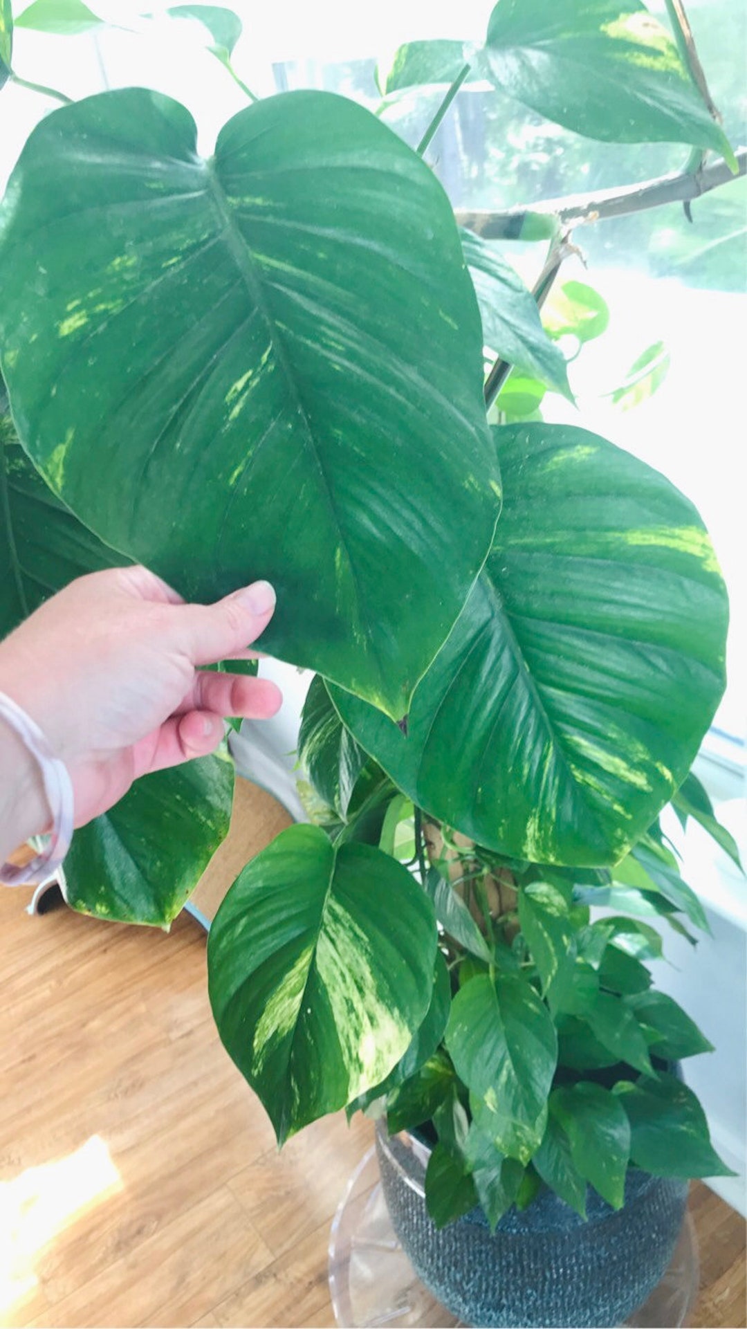 Rooted Giant Hawaiian Pothos - Etsy
