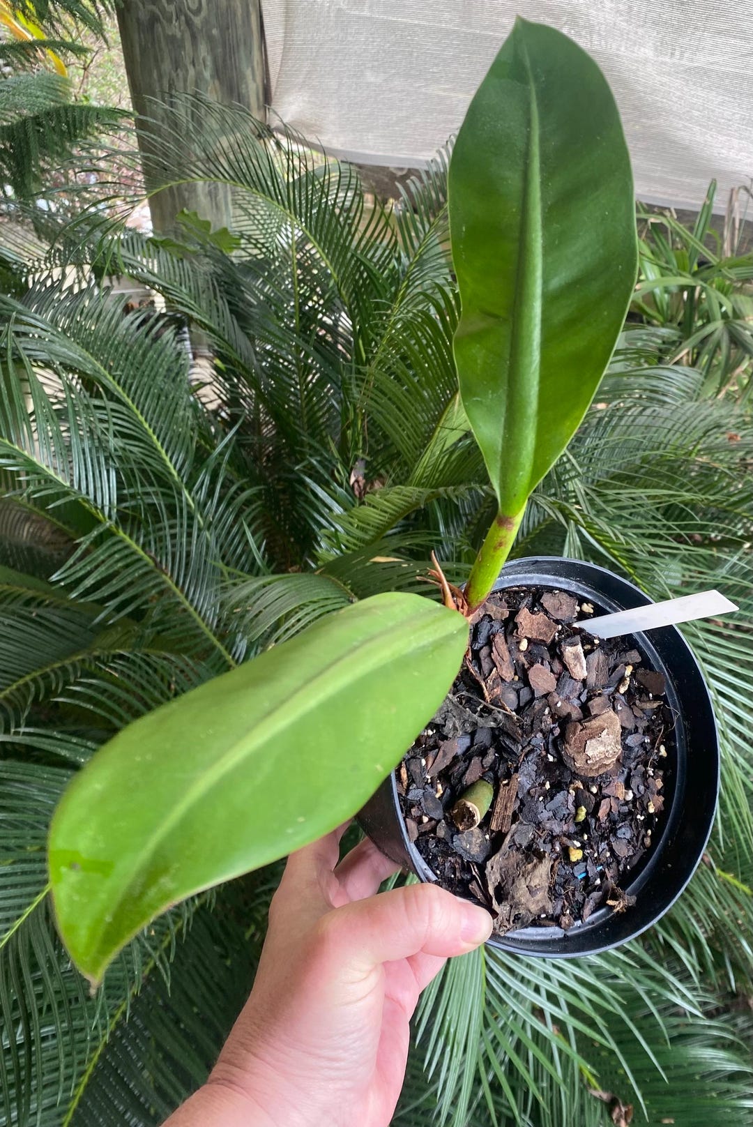 Philodendron Crassinervium-exact Plant - Etsy