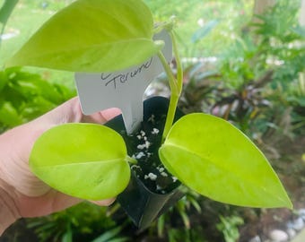 Epipremnum Aureum Carnival Teruno Series Pothos Fully Rooted Plant - Etsy