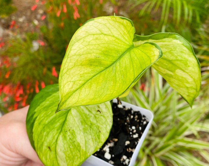 Olivia Pothos-aka Aurea Manjula - Etsy