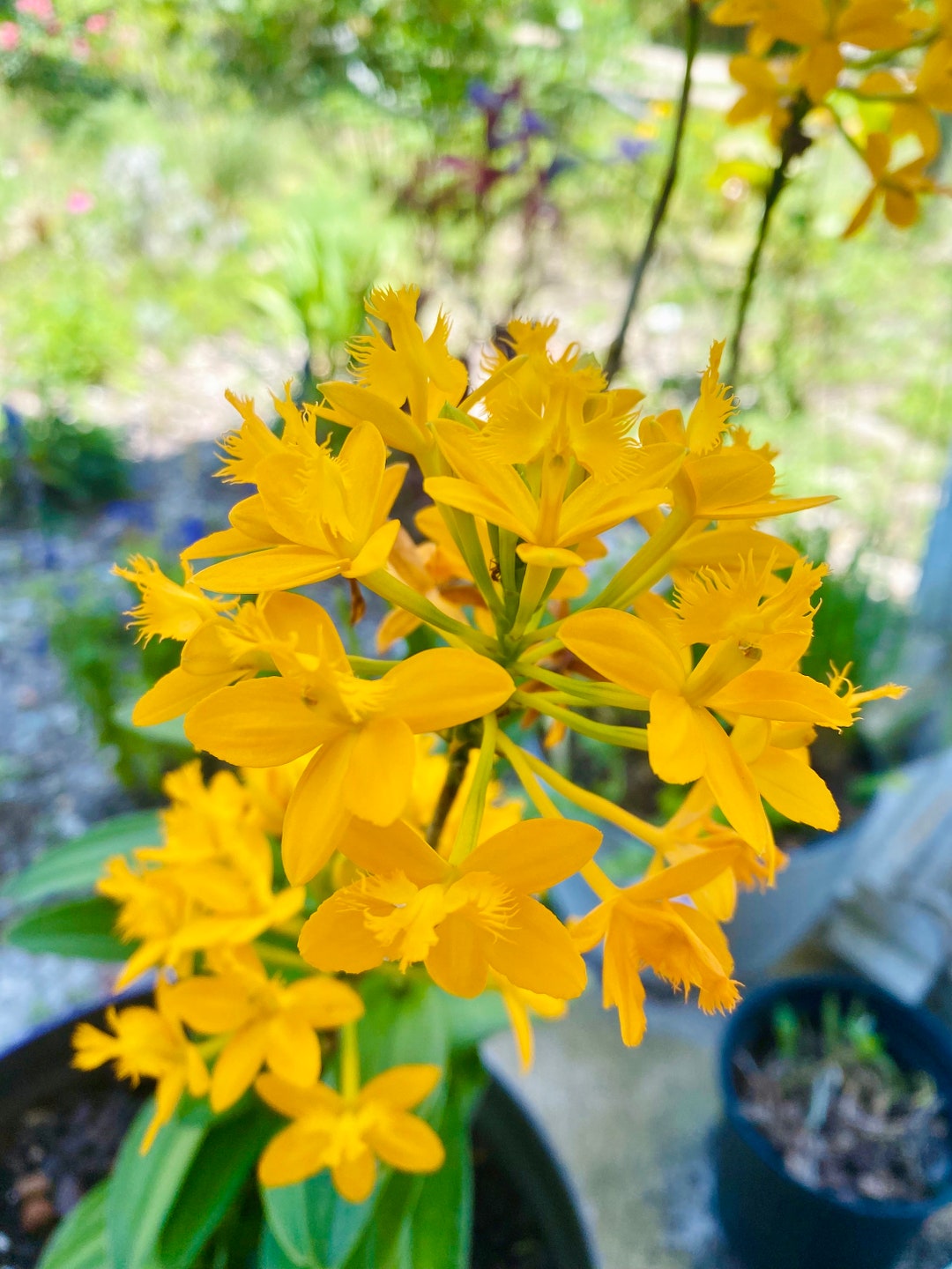 Rare Yellow Reed Stem Orchid - Etsy