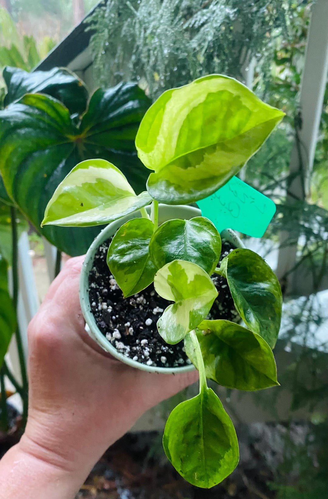 Lizard Queen Pothos - Etsy