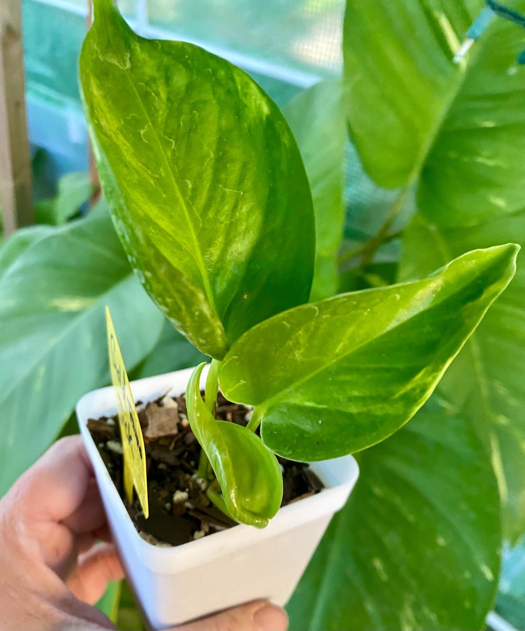 Teruno Golden Jack Japanese Pothos - Etsy