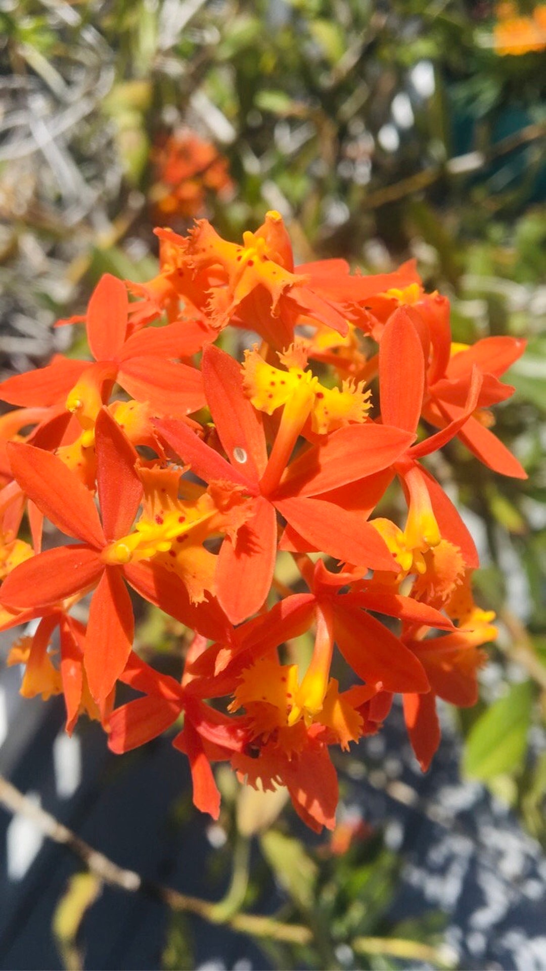 BOGO Reed Stem Epidendrum Orchid-rooted - Etsy