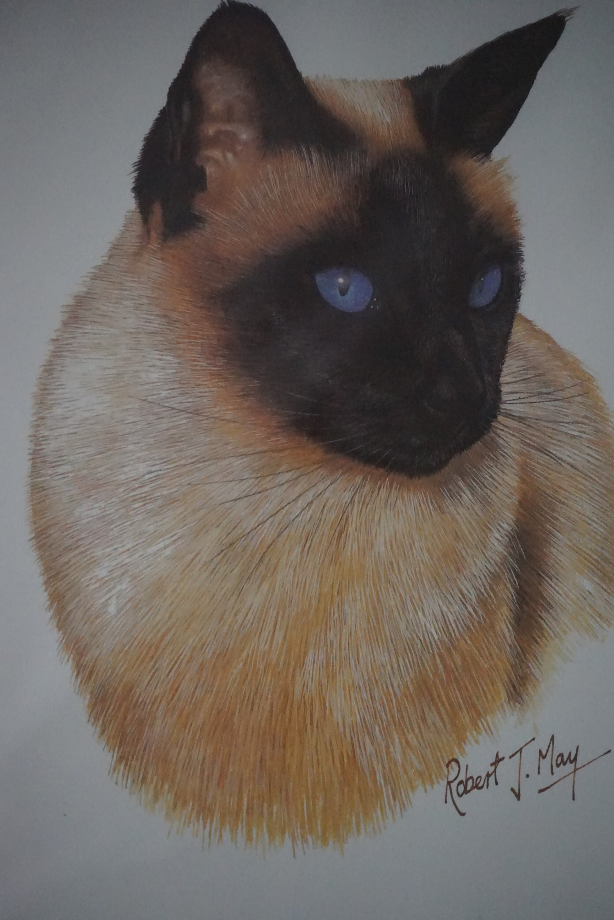 Cat Greeting Card, Robert May, Birman, Siamese, Large Art Card, Blank ...