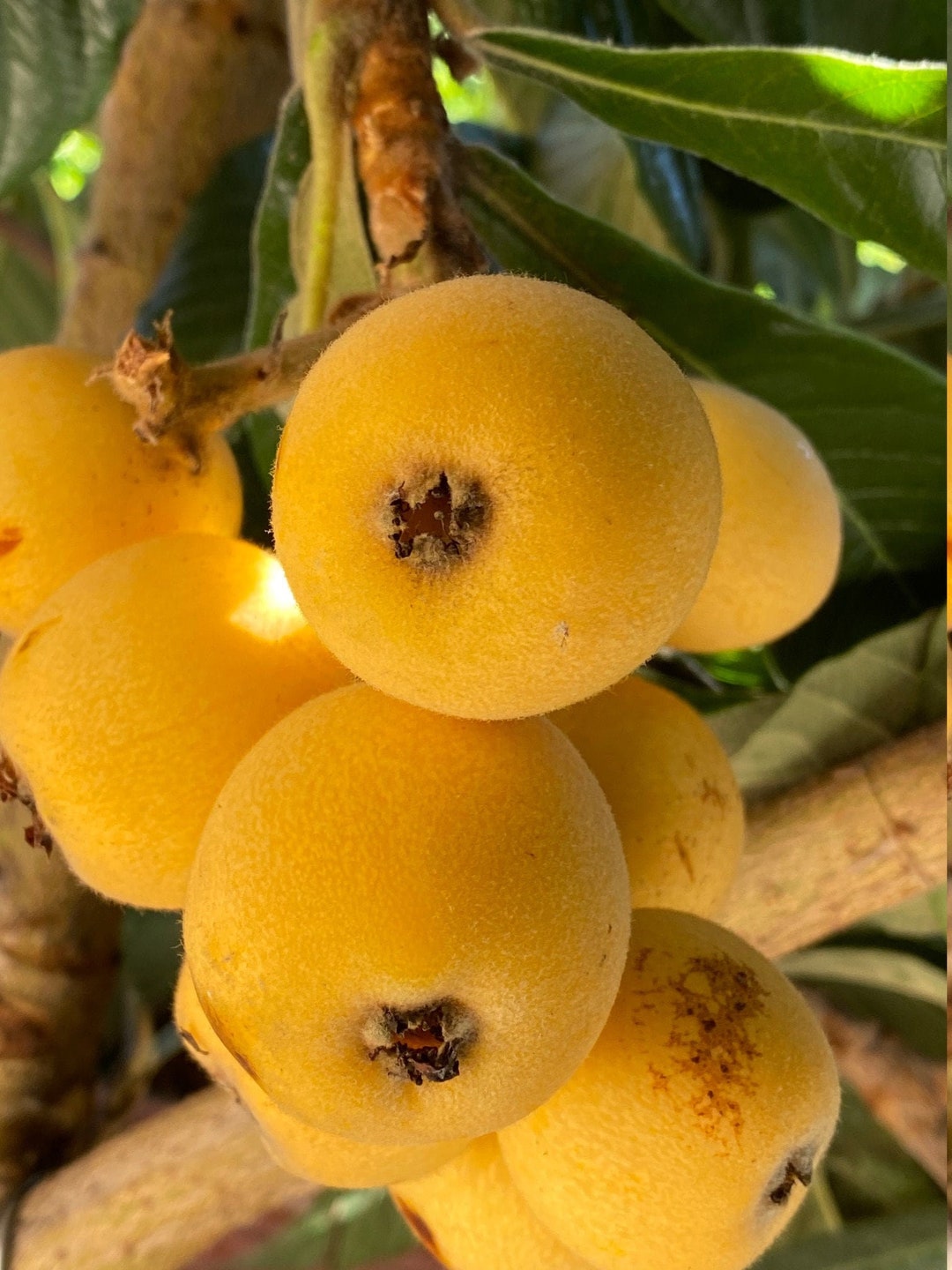 25 Loquat Seeds From CA, Big, Sweet, Juicy FREE SHIPPING - Etsy