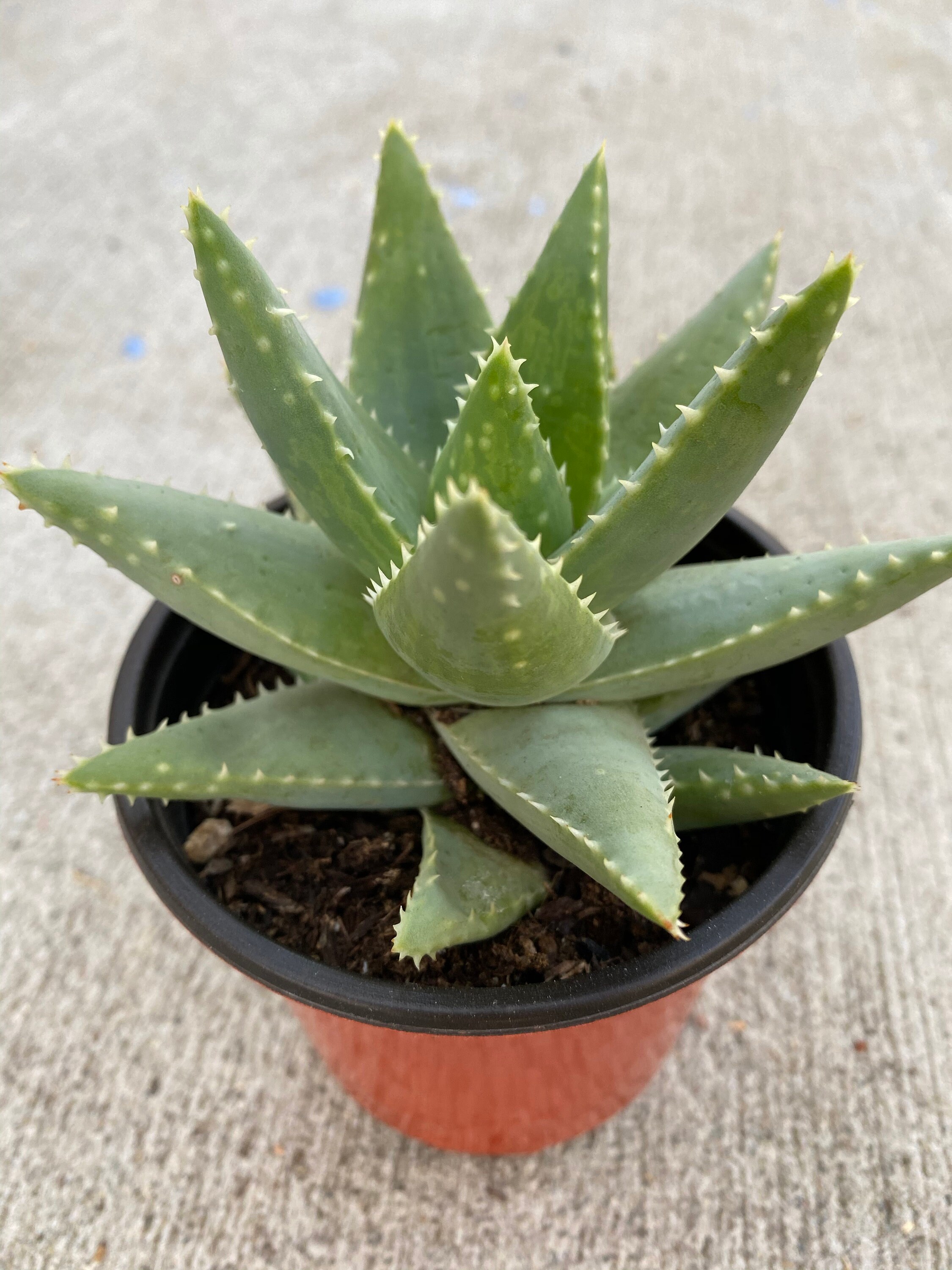 4 Aloe Brevifolia Alligator Crocodile Plant Rooted - Etsy