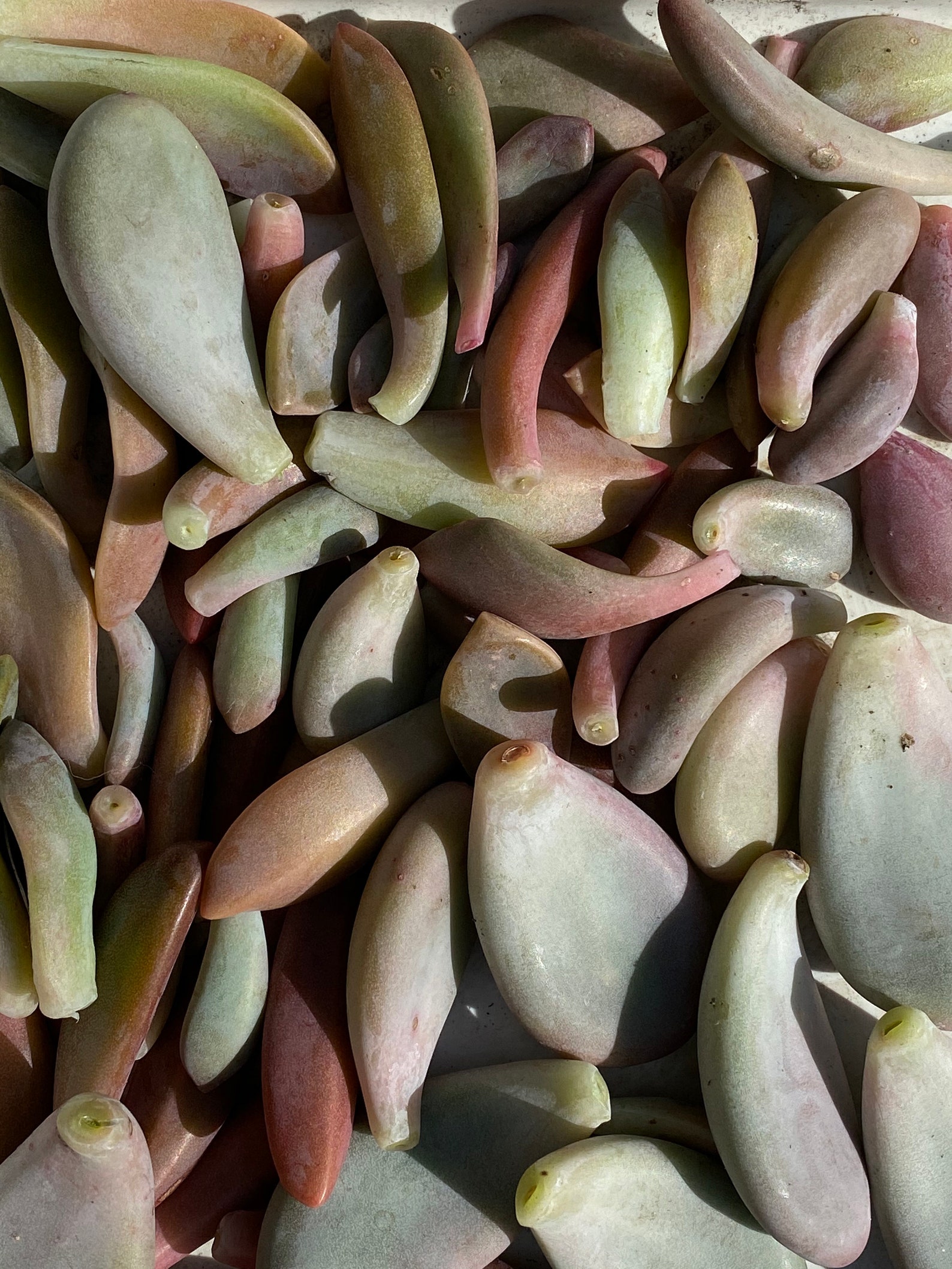15/25/50/100/150 Assorted Succulent Leaves for Propagation | Etsy